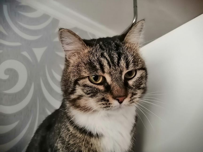 Коты Том и Джерри)