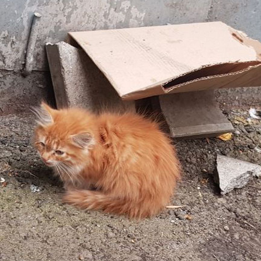 Котята пушистые бесплатно