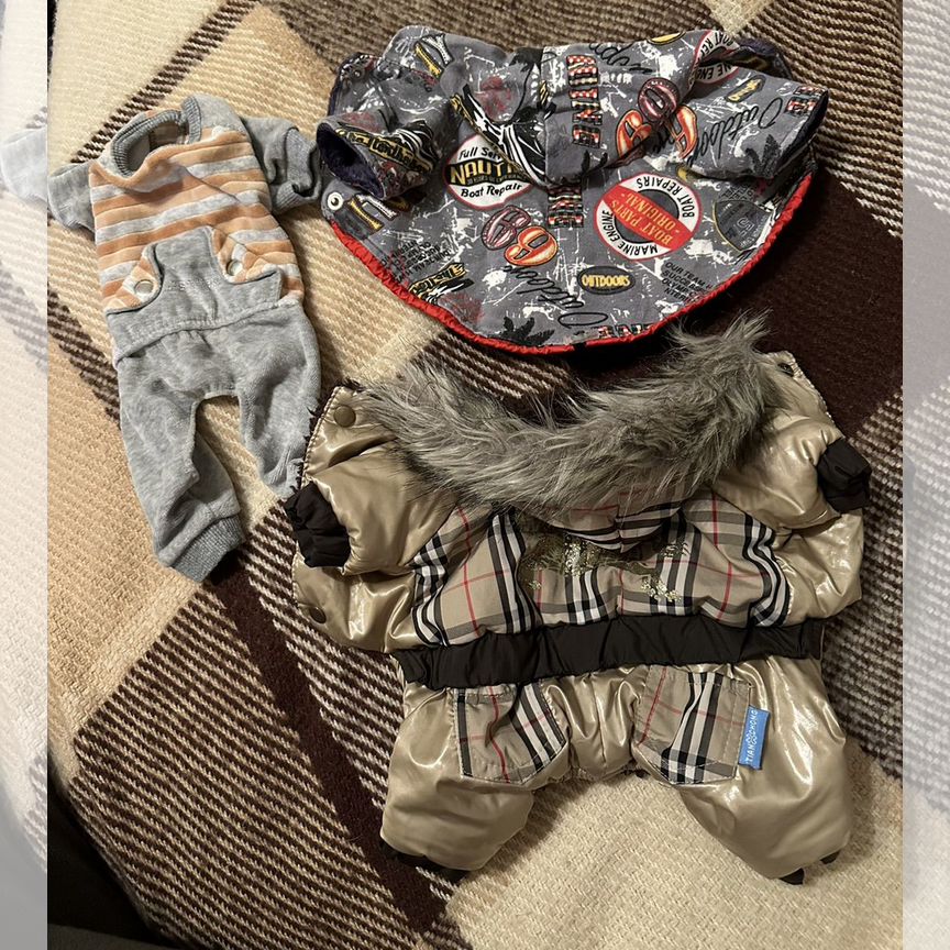 Одежда для собак мелких пород чихуахуа