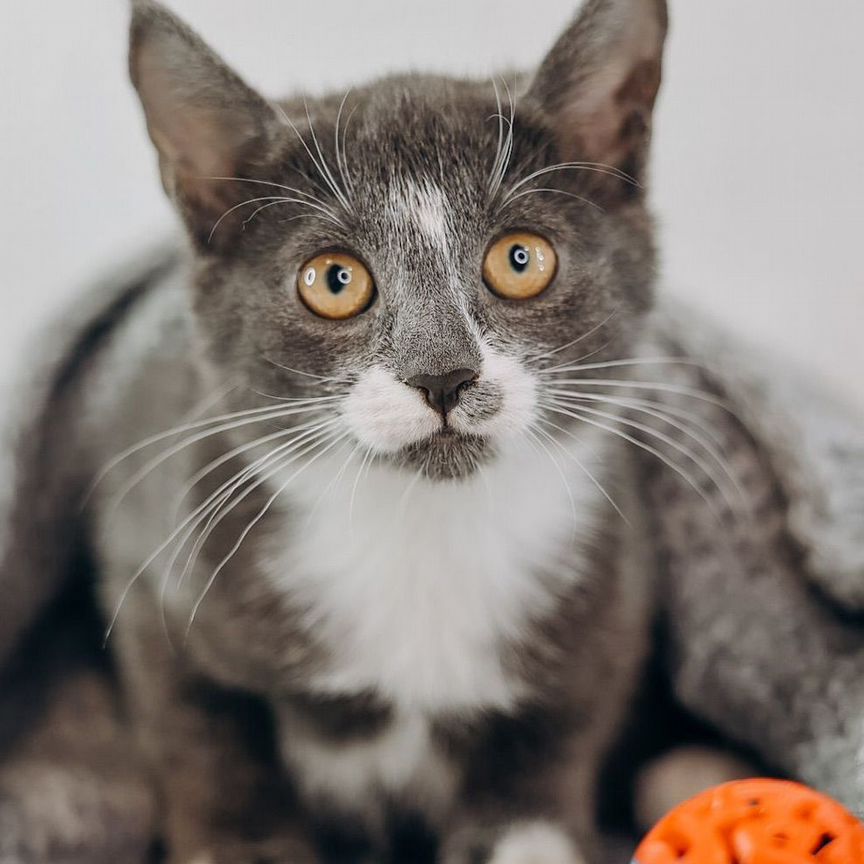 Котята русская голубая метис бесплатно