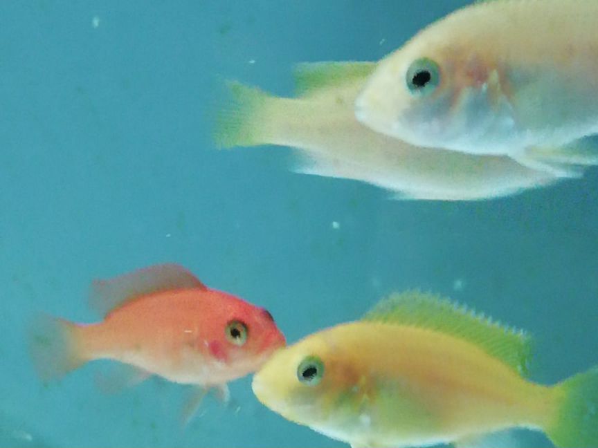 Малавийские цихлиды мбуна