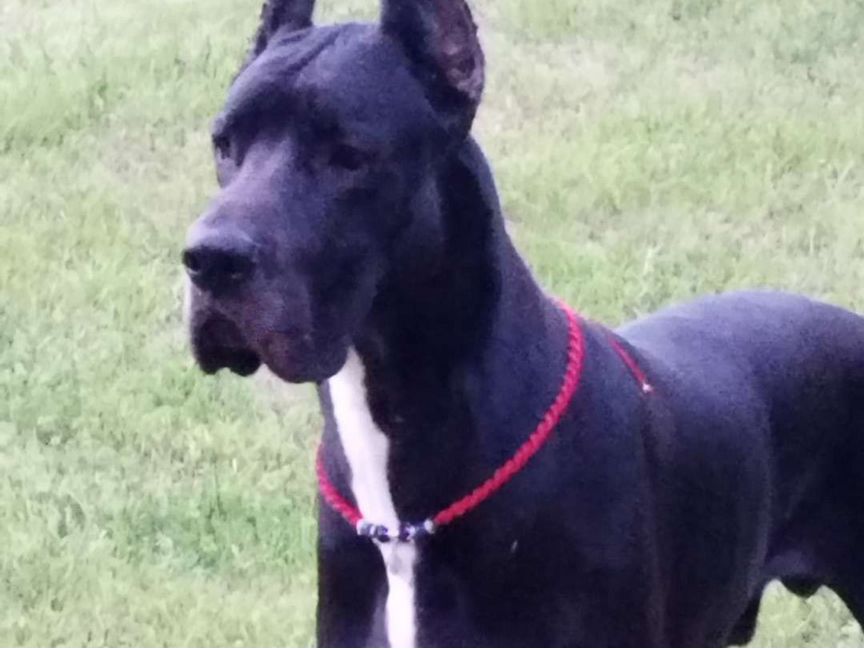 Обереги для собак