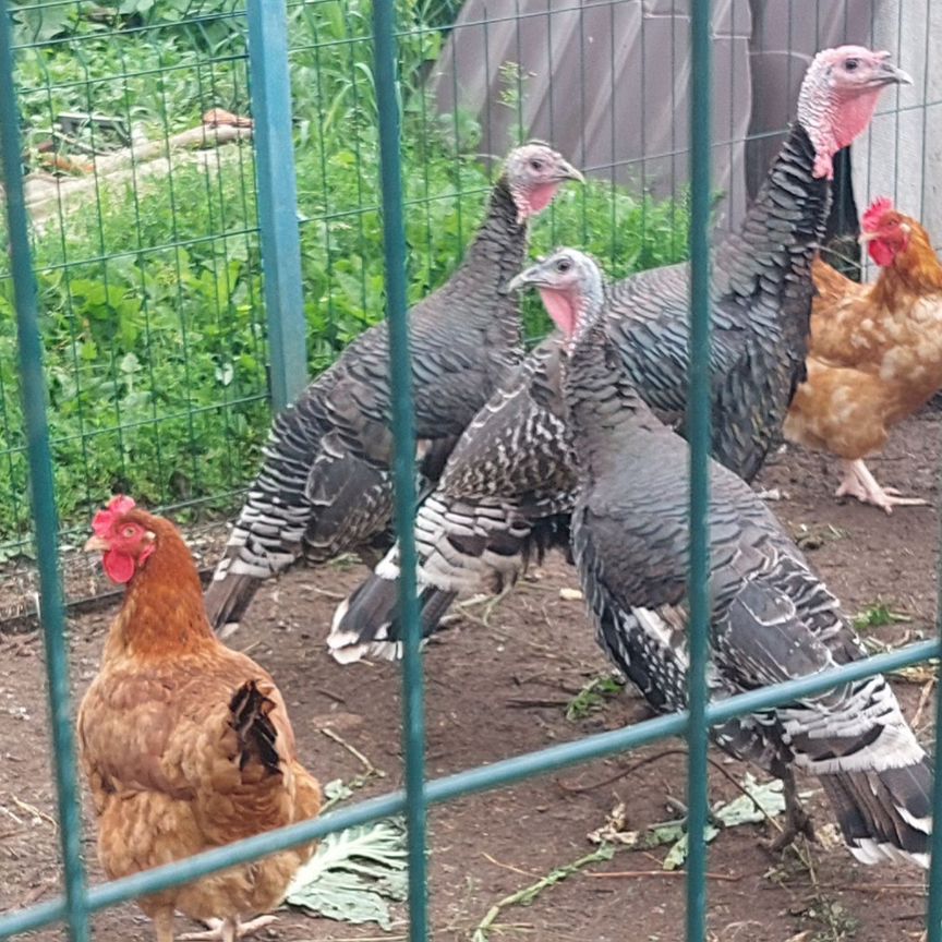 Индюшка на племя