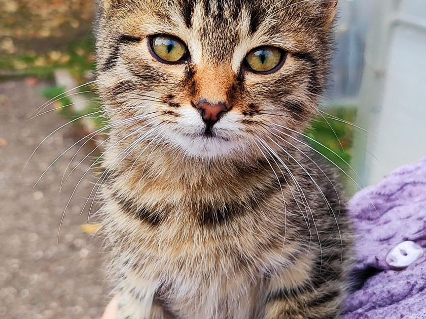 Котëнок (мальчик)