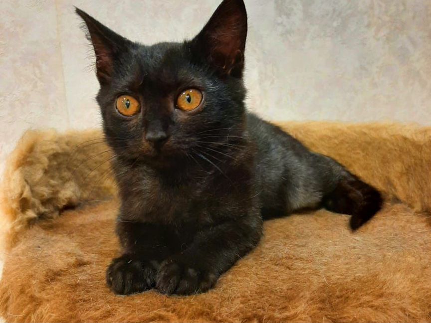 Котенок мальчик в добрые руки
