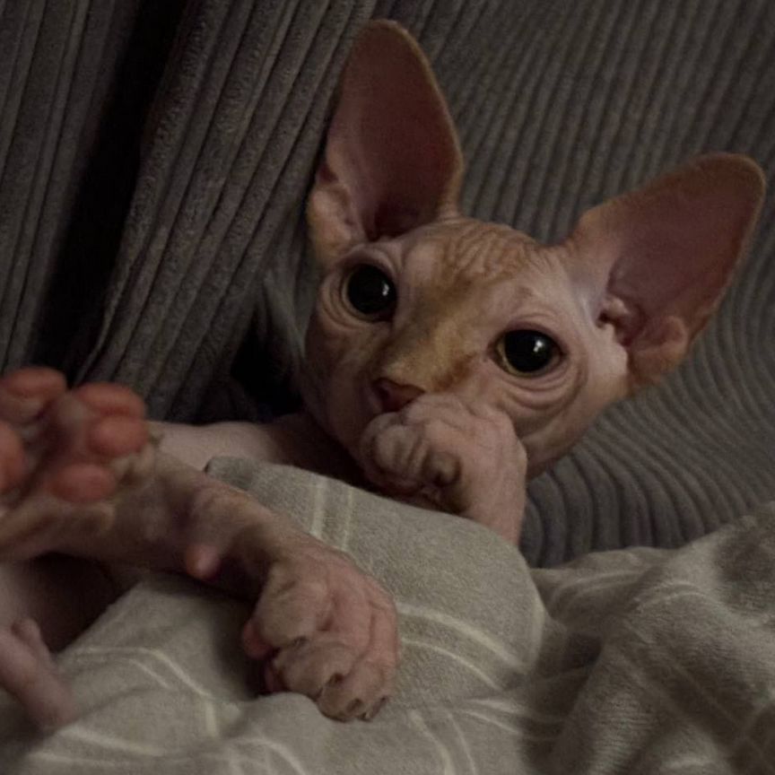 Канадский сфинкс, кот вязка