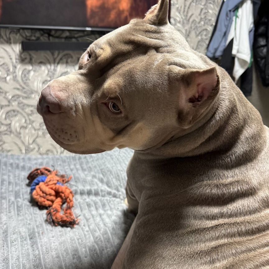 Американский булли, щенок