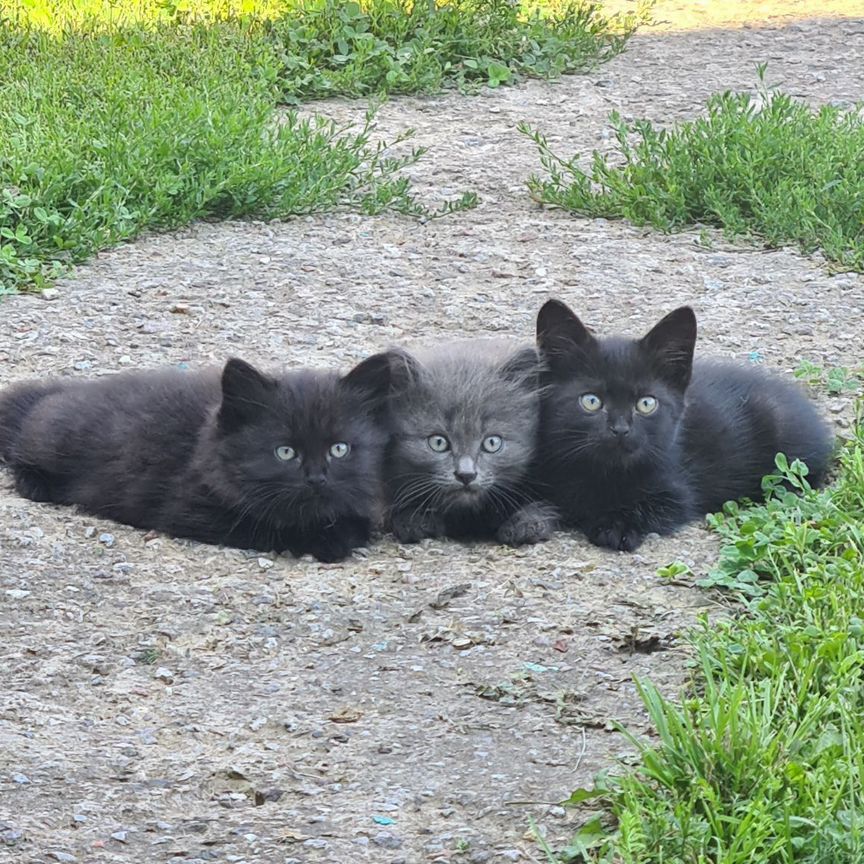 Котята в добрые руки