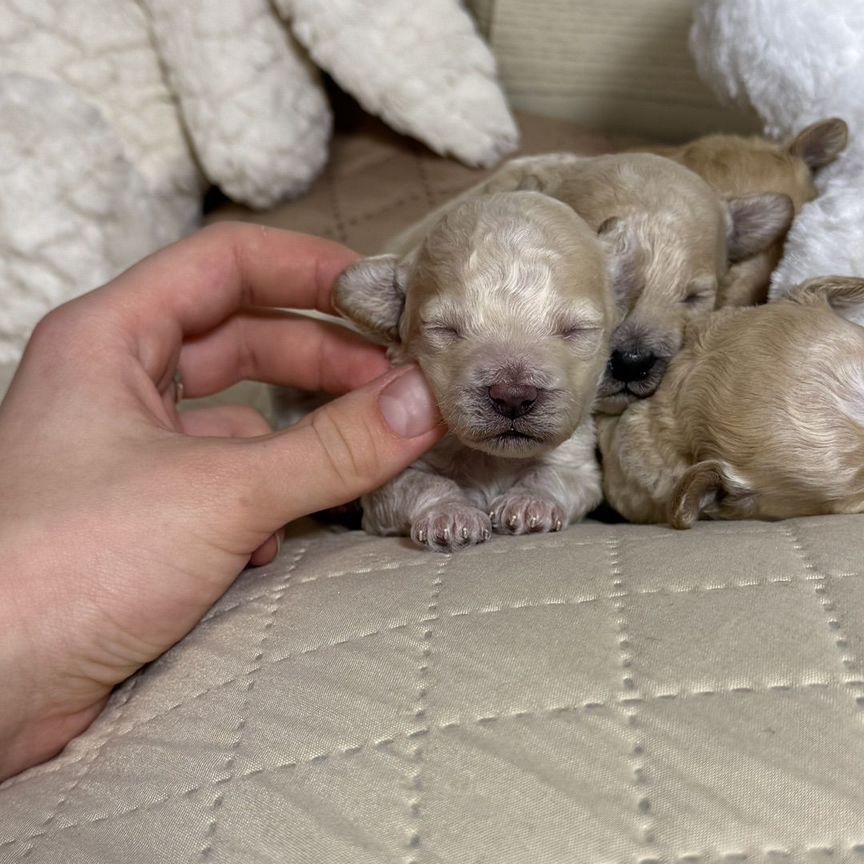 Мальтипу, щенок