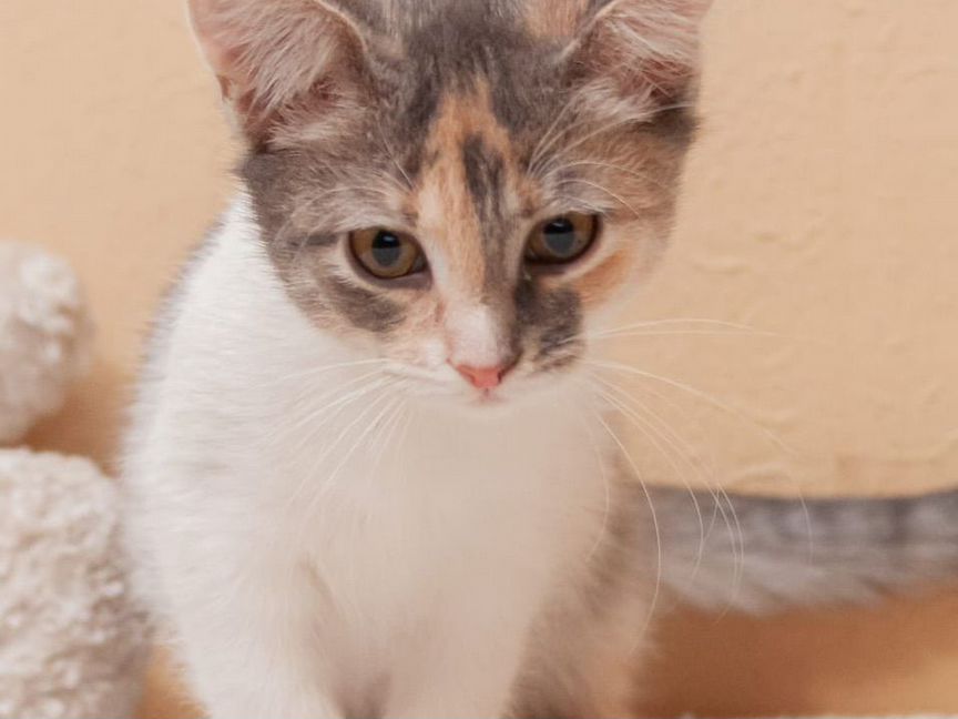 Волшебная розово-серая Дюймовочка в добрые руки