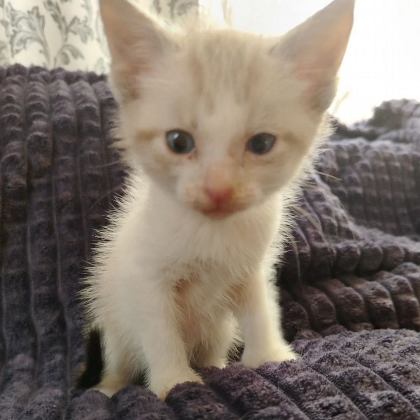 Котёнок в добрые руки