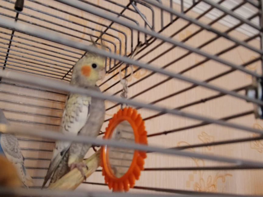 Попугай карелла птенец