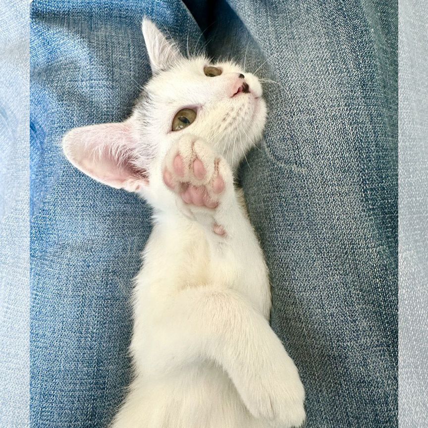 Котёнок в добрые руки