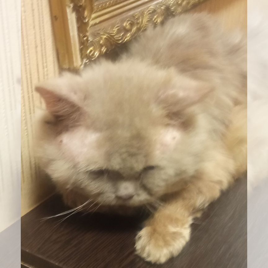 Отдам шотландского кота