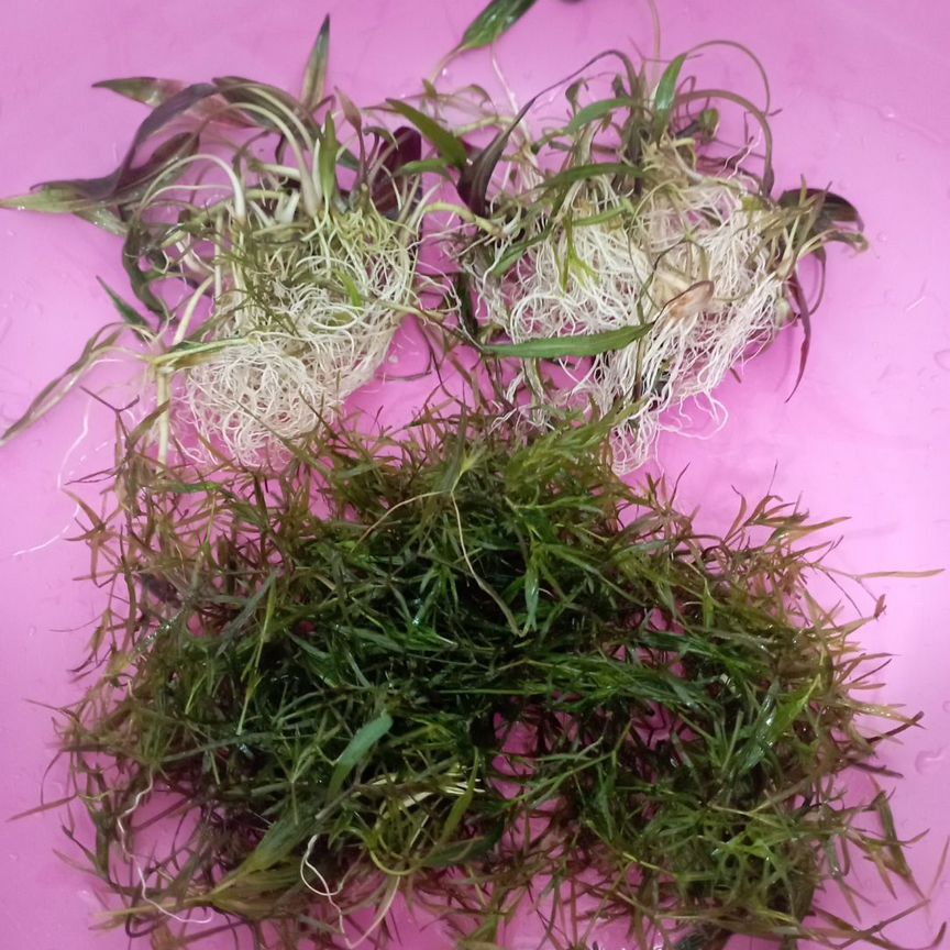 Аквариумные растения- криптокорина, наяс