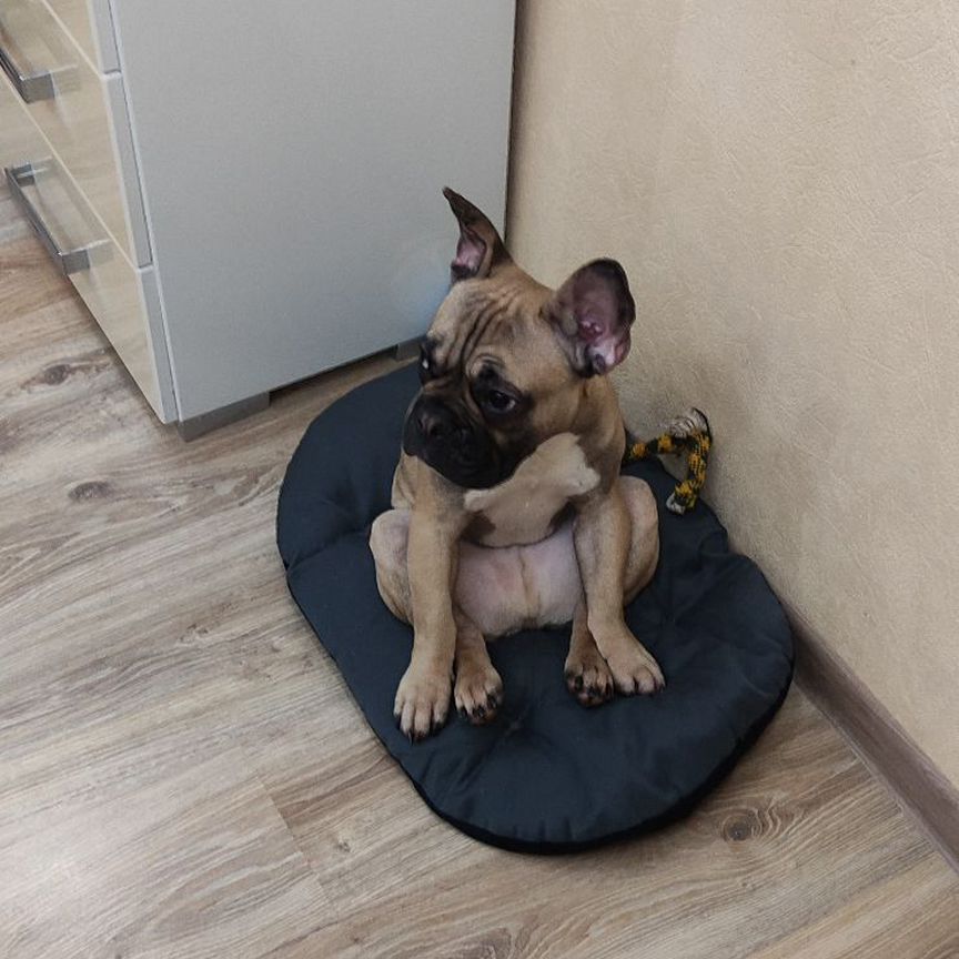 Французский бульдог