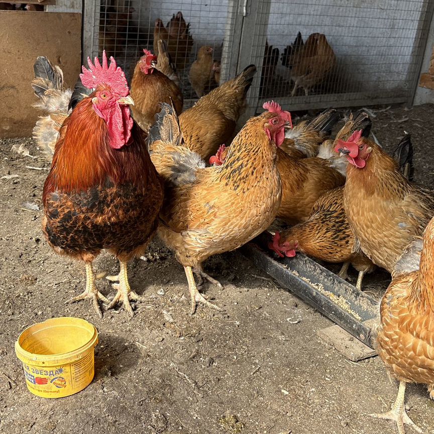 Куры петухи порода Кучинская юбилейная