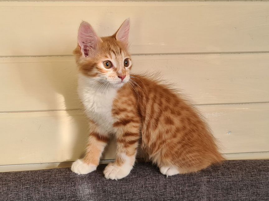 Рыжий котенок - мальчик 2 мес