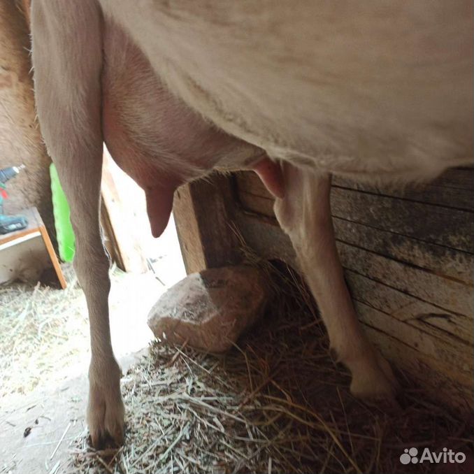 Коза дойная молочная