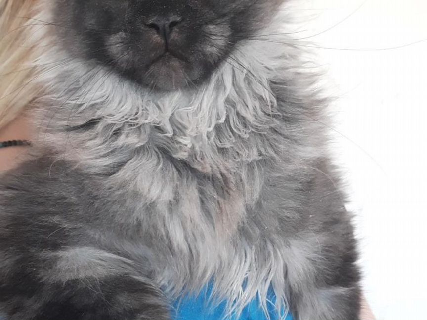 Мейн кун чёрный дым полидакт