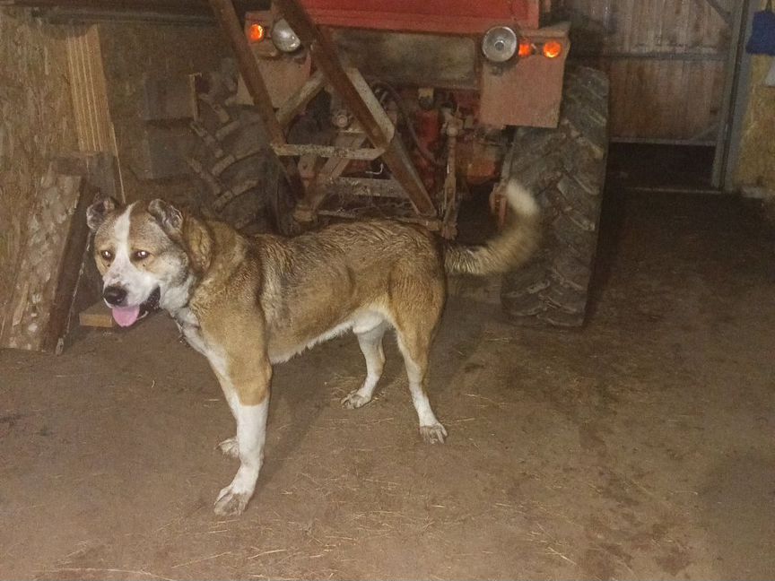 Кавказский волкодав