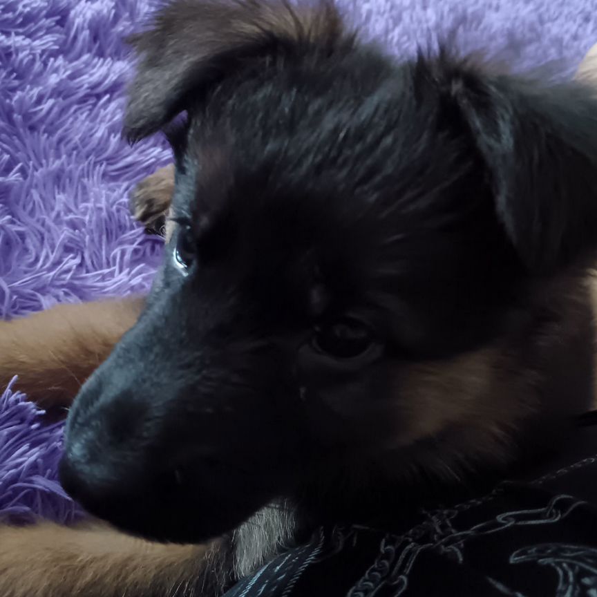 Немецкая овчарка, щенок