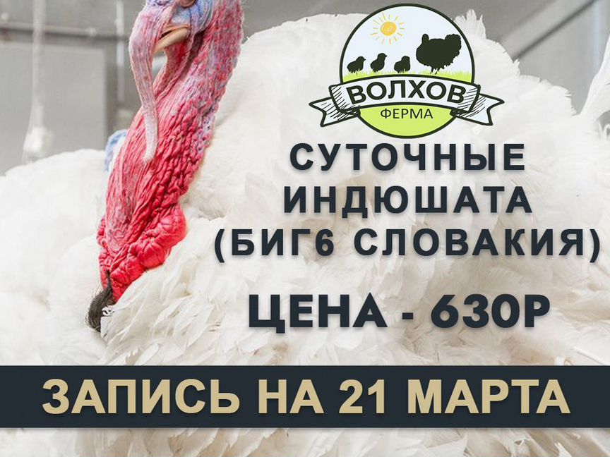 Индейка Биг6 суточные Потанино