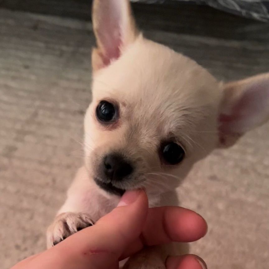 Чихуахуа, щенок