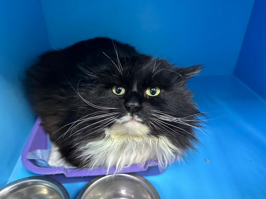 Котик с дач