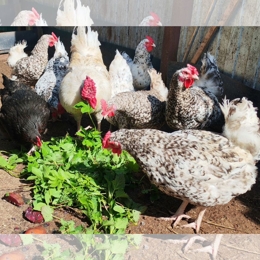 Икубационное яйцо (пушкинские куры)