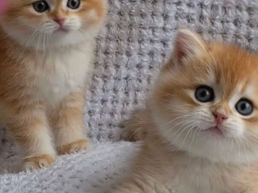 Котята