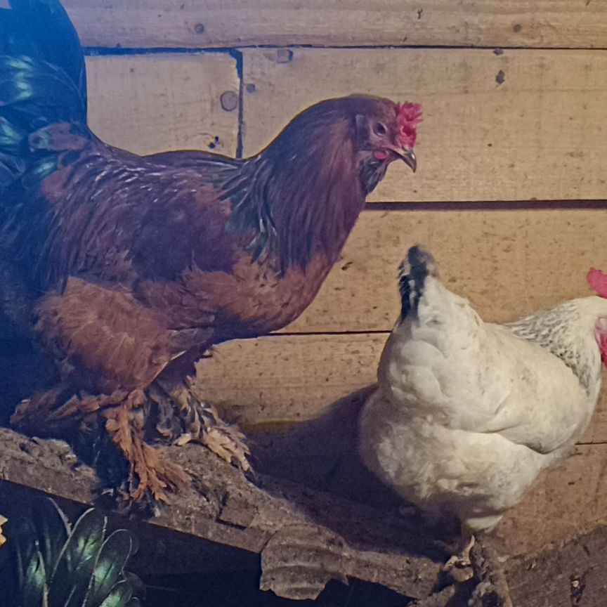 Петушок 6 месяцев