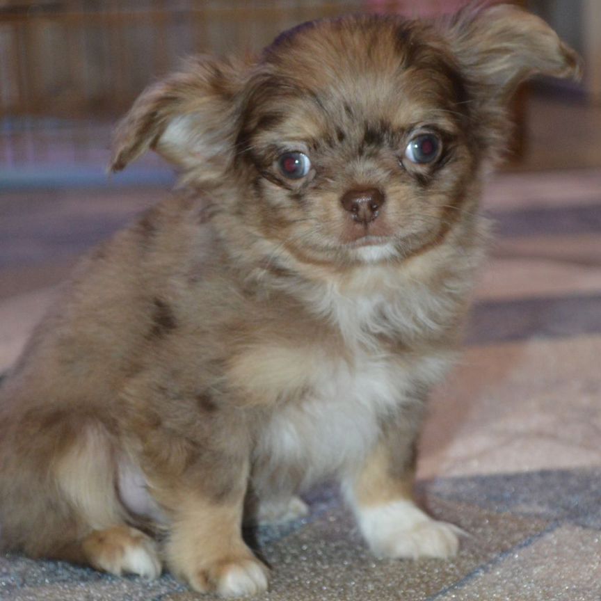 Чихуахуа, щенок