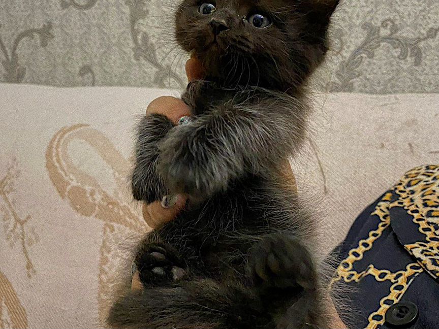 Котята в добрые руки бесплатно