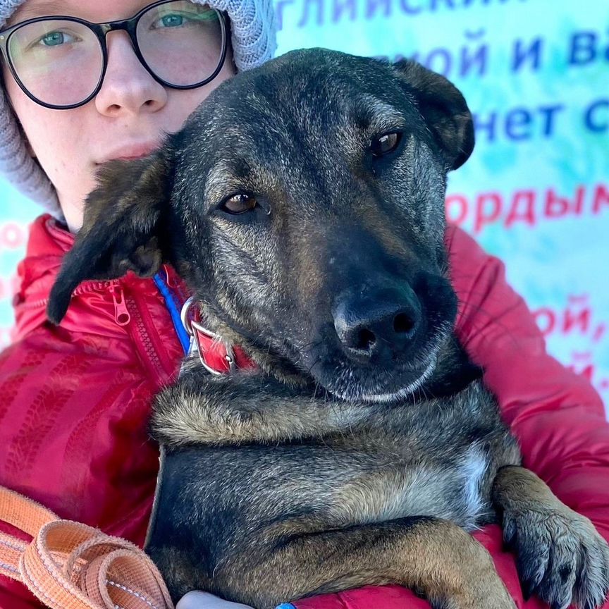 Небольшая забавная собачка в квартиру