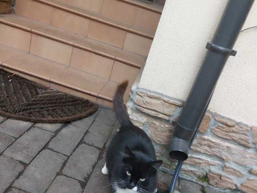 Кот