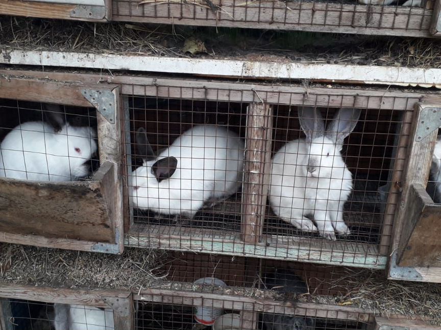 Крольчатник без кроликов
