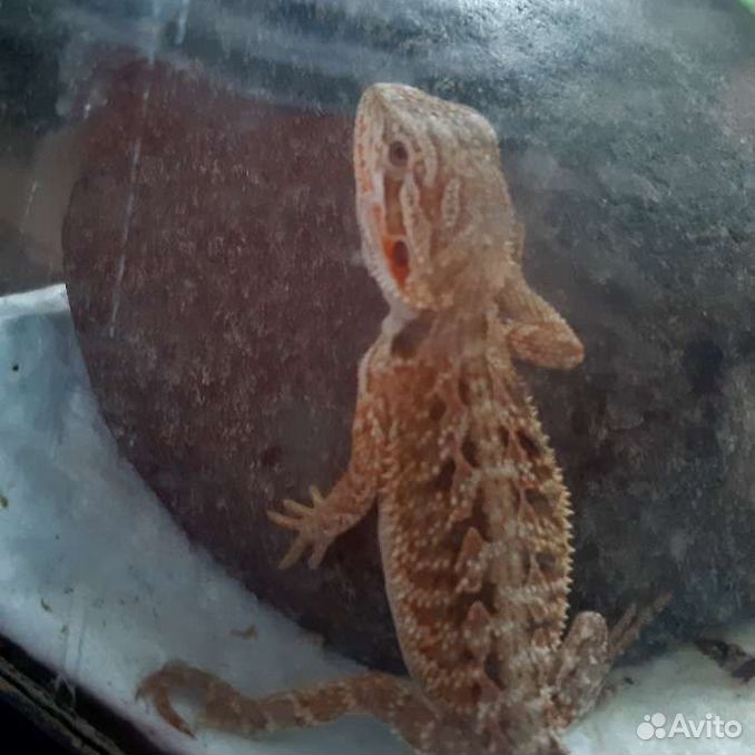 Бородатая агама малыши