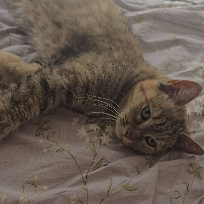 Кошечка ищет дом/ Подписка на кота