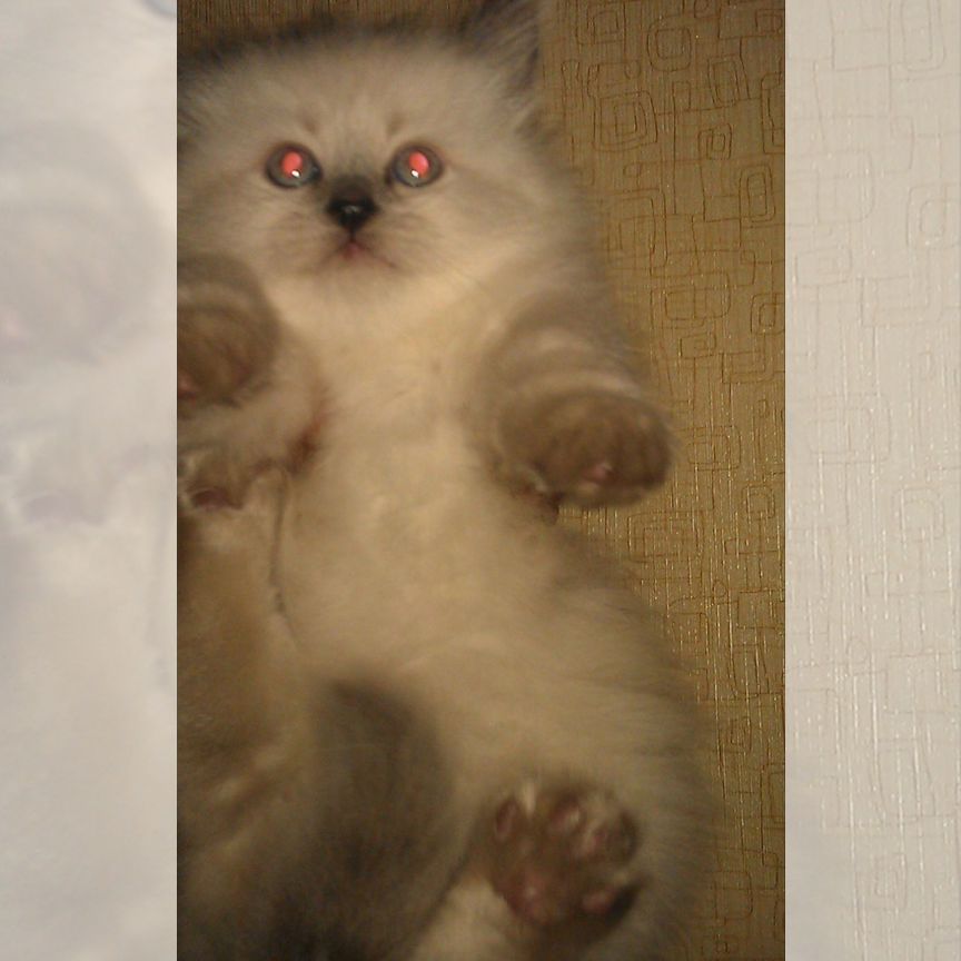 Невский маскарадный котёнок
