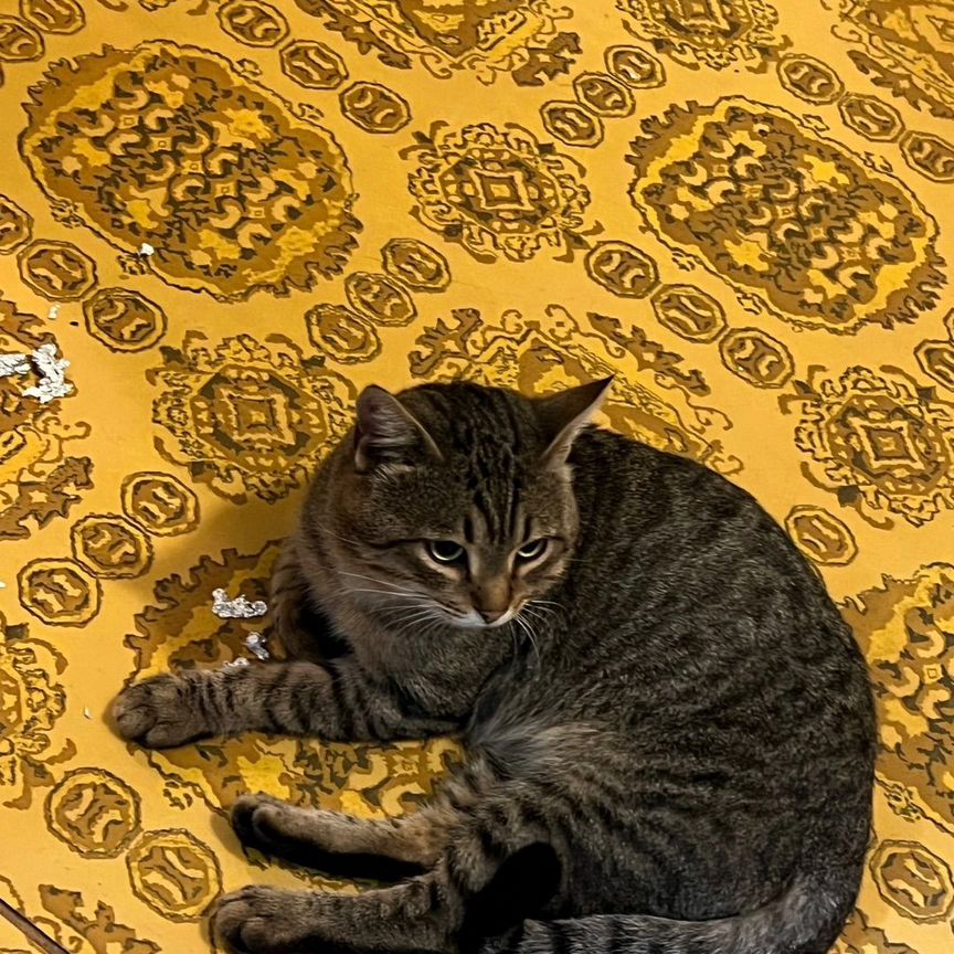 Найден кот