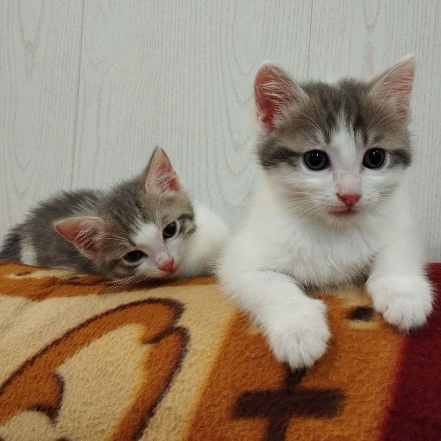 Котята в добрые руки бесплатно