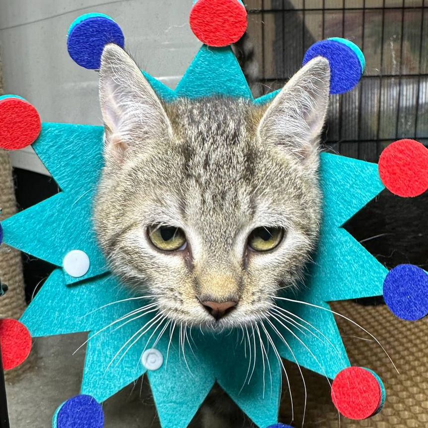 Котёнок 4 мес. Ласковый и игривый