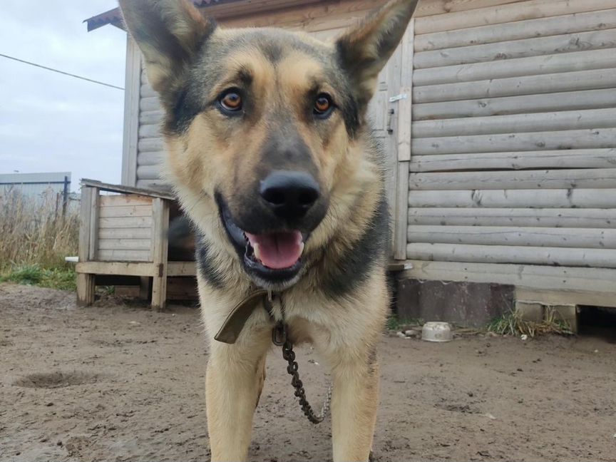 Овчарка кобель в добрые руки