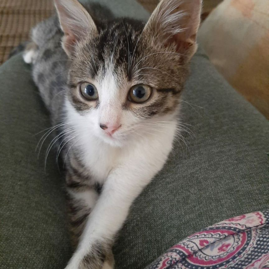 Котёнок, 5 месяцев/ в добрые руки