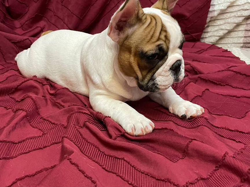 Французский бульдог