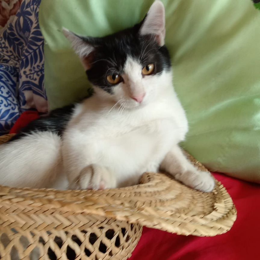 Котенок кошечка очень ищет дом