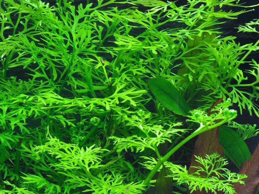 Папоротник, дубок мексиканский