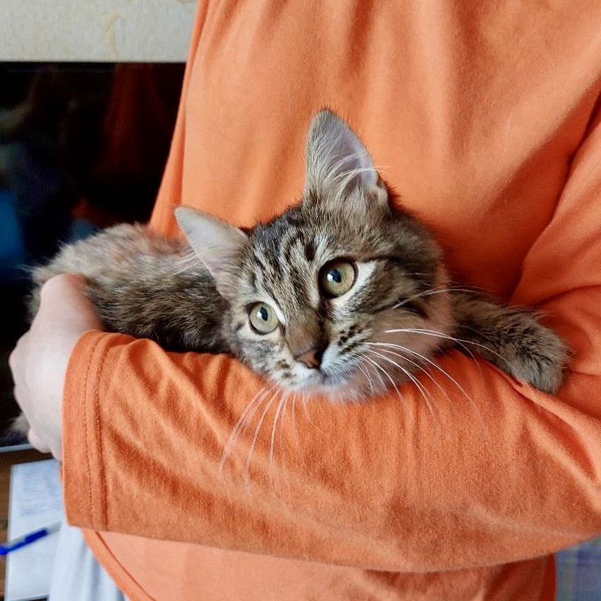 Котёнок в добрые руки