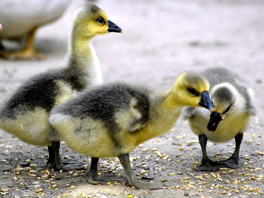 Гусь серый крупный